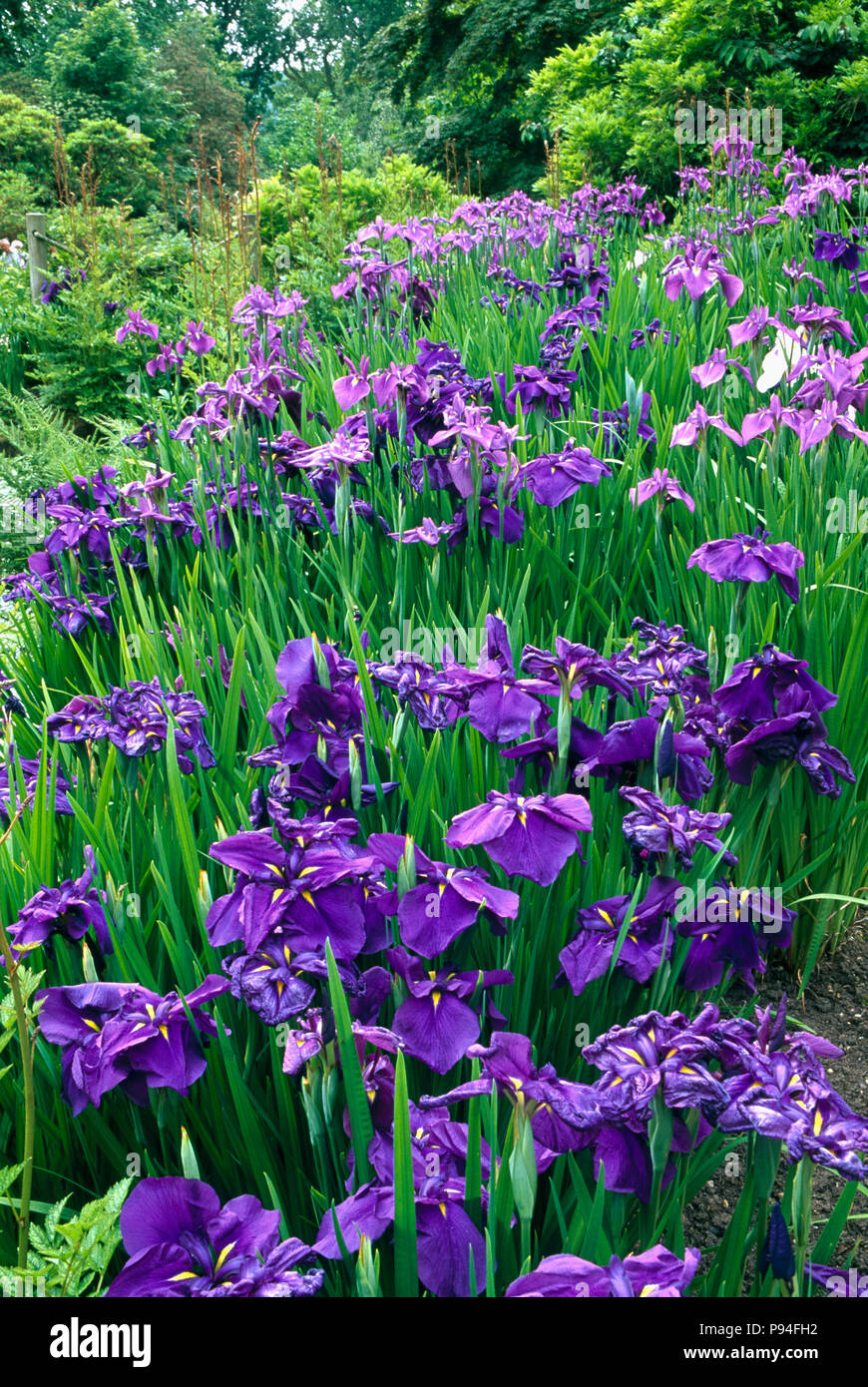 Blue Irises in country garden border Stock Photo - Alamy