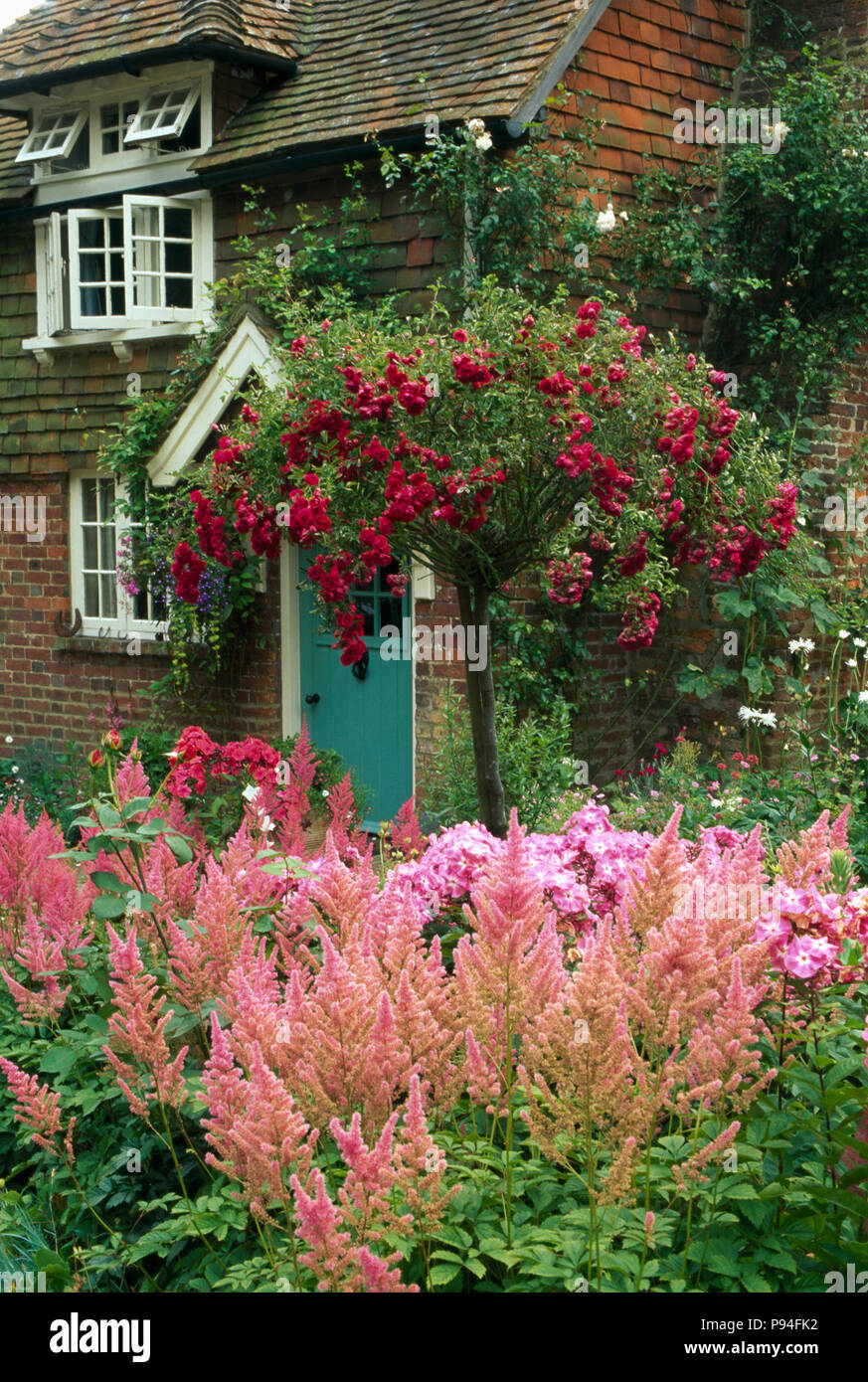 Red standard rose in summer border with pink astilbe and phlox in ...