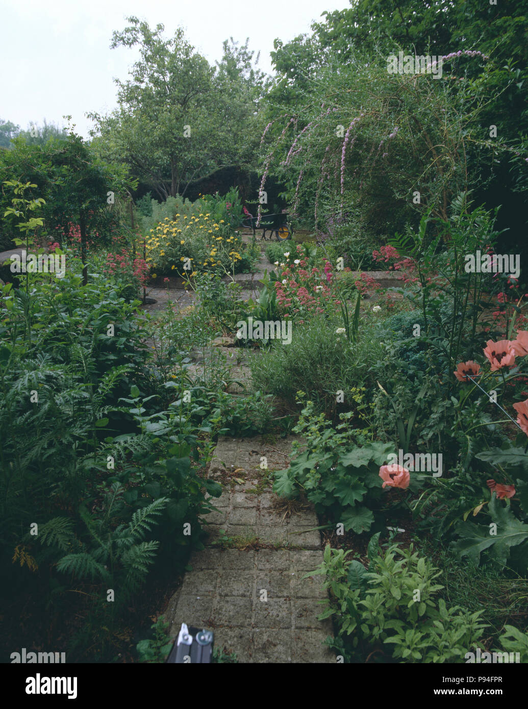 ferns and oriental poppy 'Mrs Perry' growing beside path in country ...