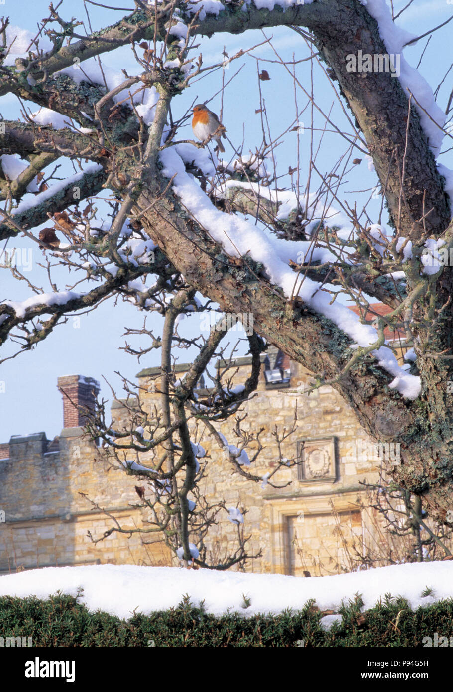 Winter scene -robin in a snow covered oak tree Stock Photo - Alamy