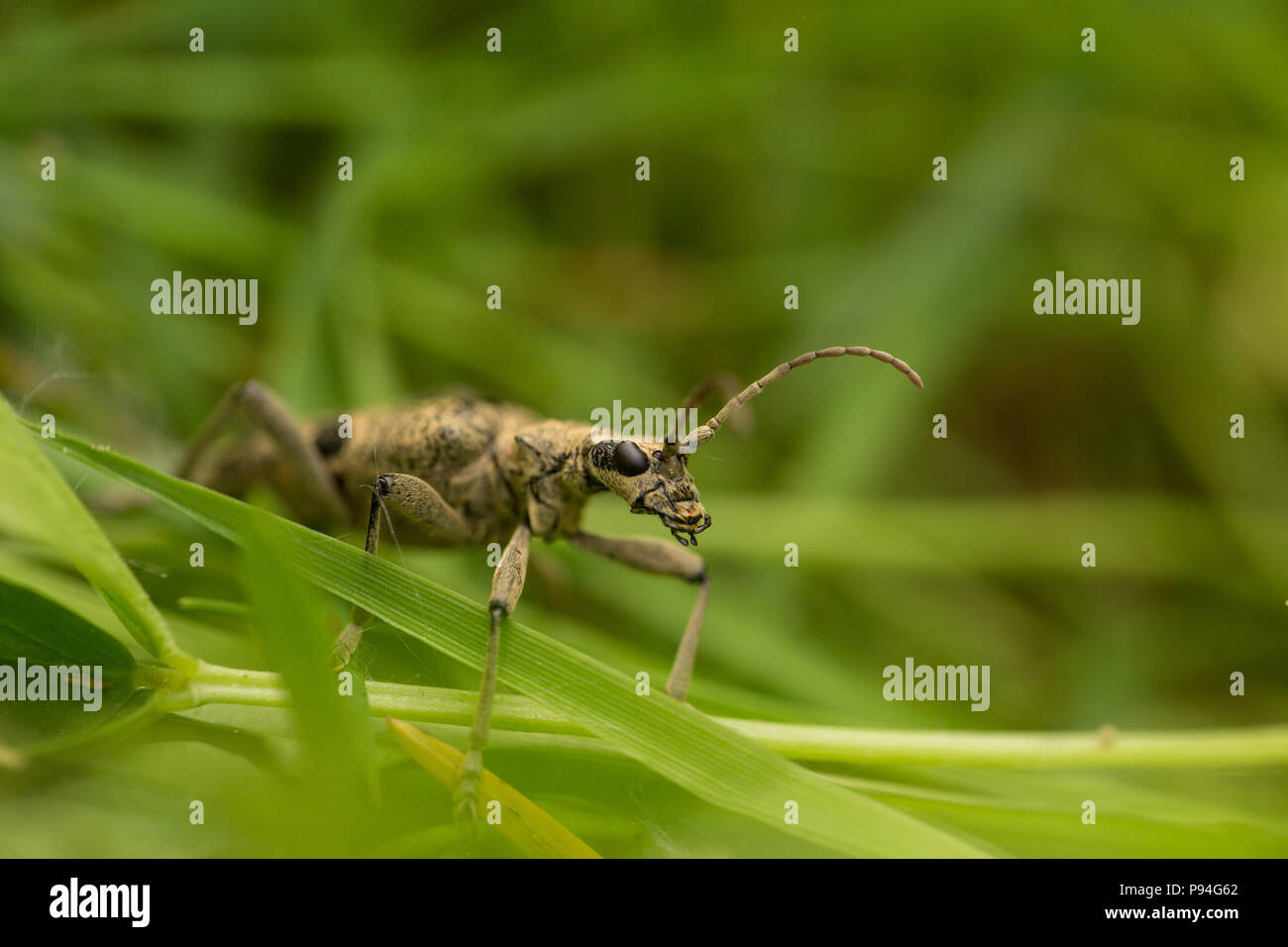 Outdoor macro image of beetle in its habitat Stock Photo - Alamy