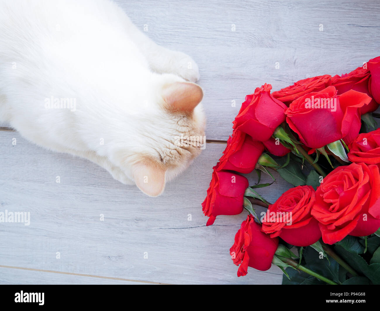 White cat red rose hi-res stock photography and images - Alamy