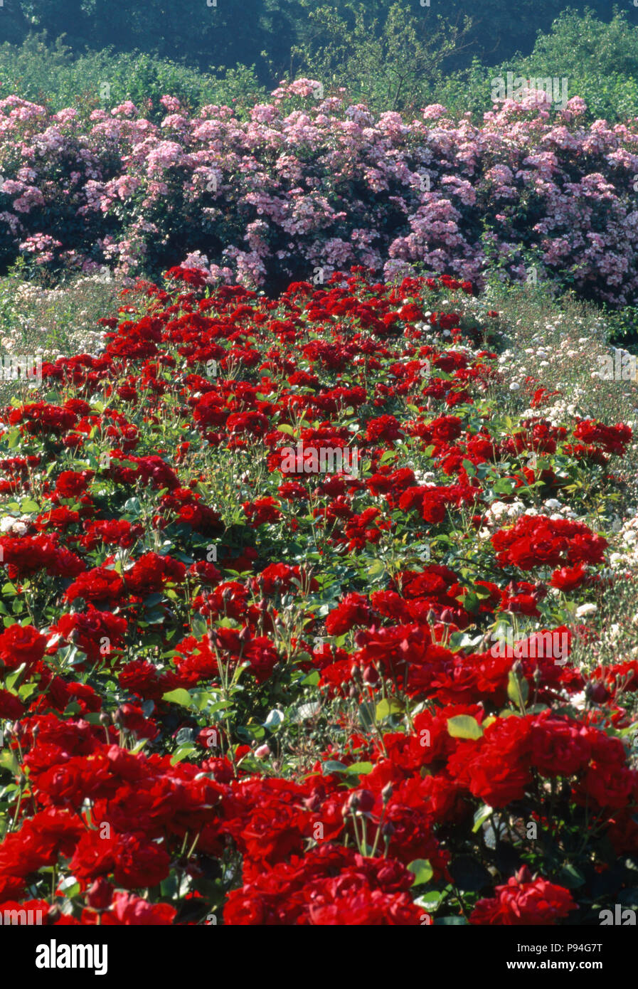 Red roses in border in large country garden with pink rose hedge in the ...