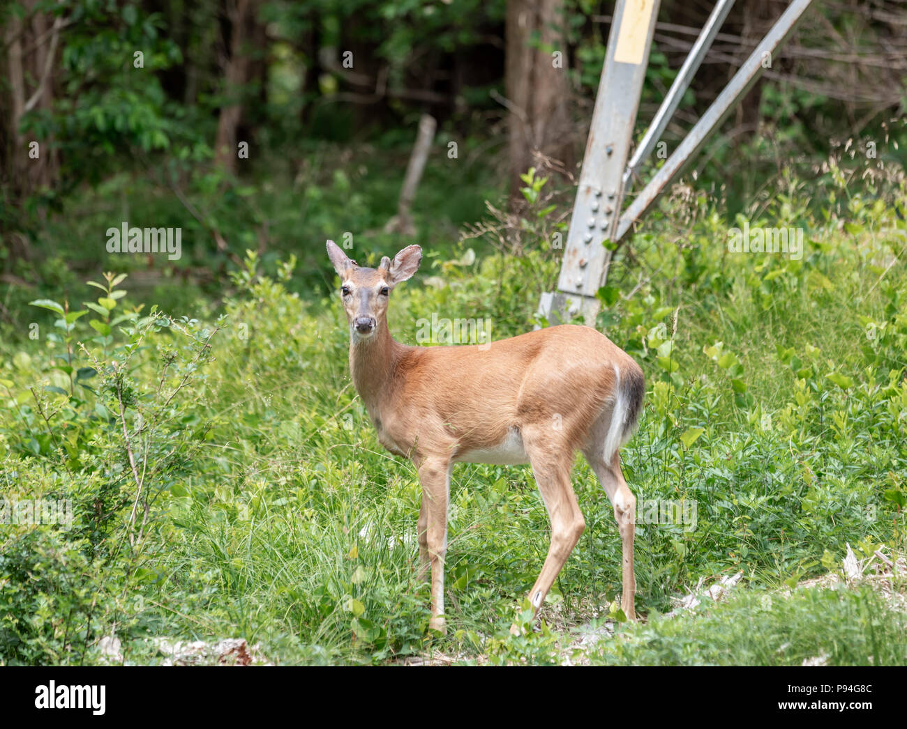Young buck standing in the woods next to a power transmission tower leg ...