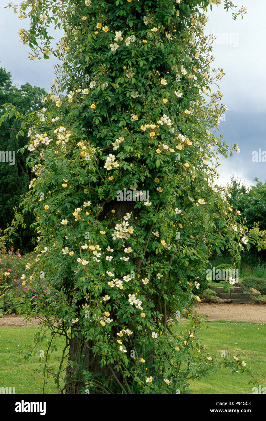 Cream climbing roses growing on small tree Stock Photo - Alamy