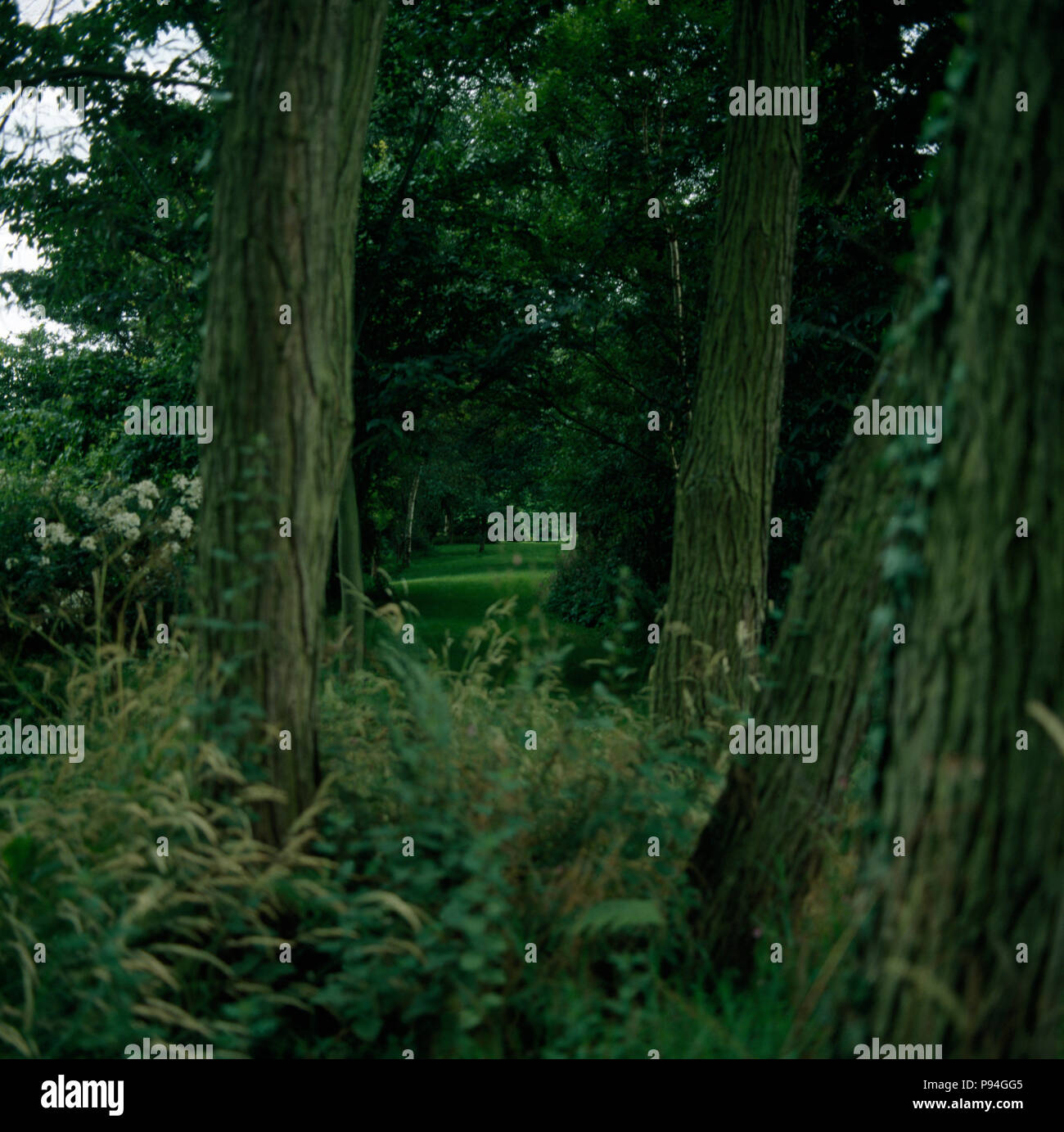 Tall tree trunks hi-res stock photography and images - Alamy