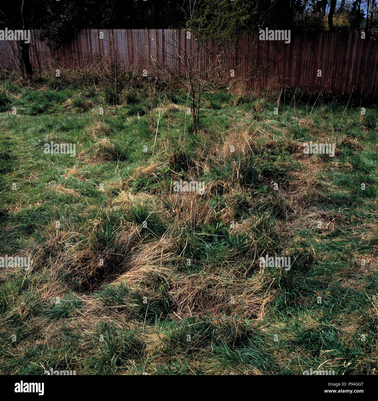 Overgrown garden bed before renovation Stock Photo - Alamy