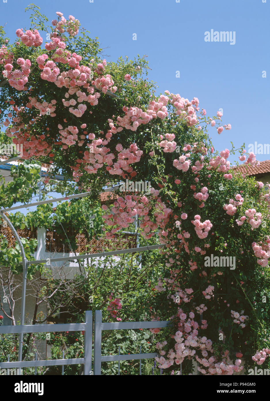 Dorothy perkins rose hi-res stock photography and images - Alamy