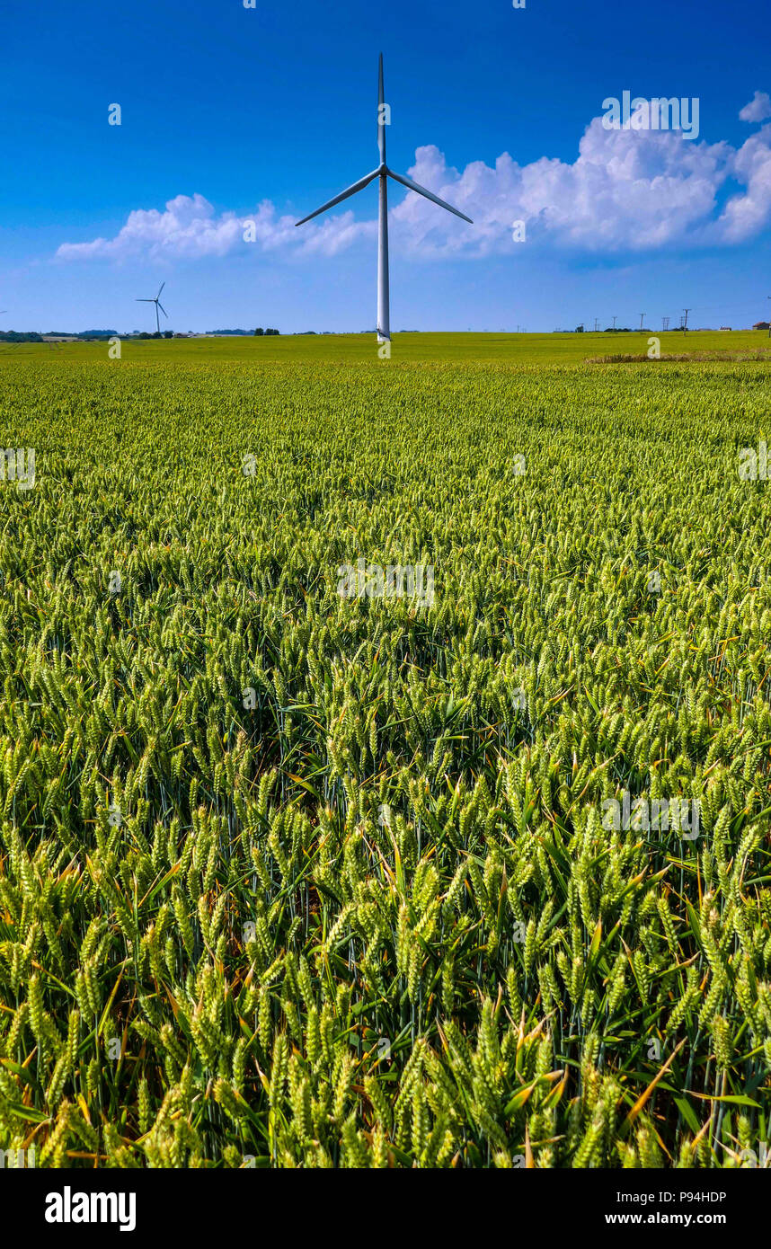 Wind turbines and arable crops in fields, Holderness, near Hull, East ...