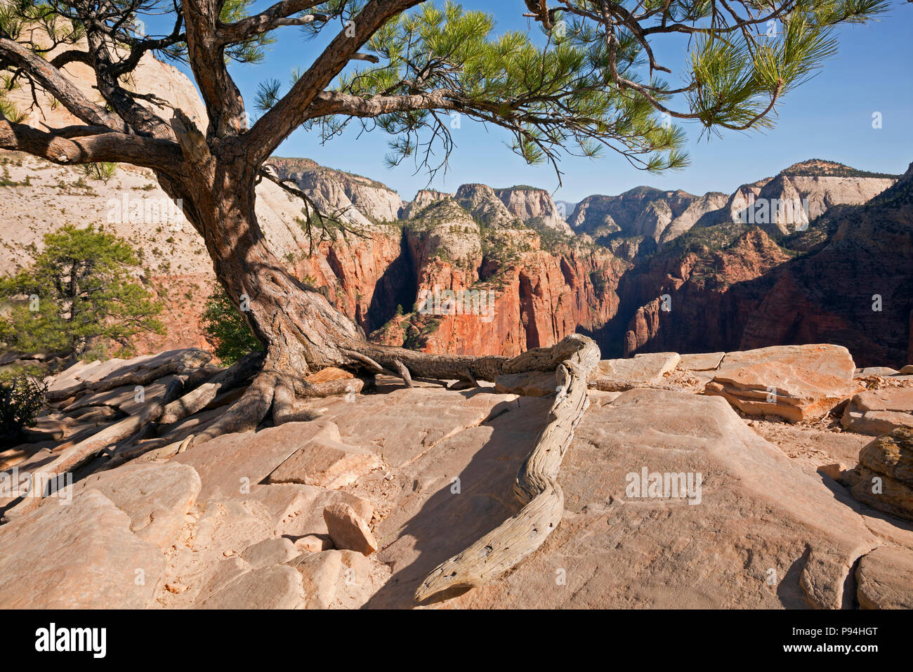 Landing in tree top hi-res stock photography and images - Alamy