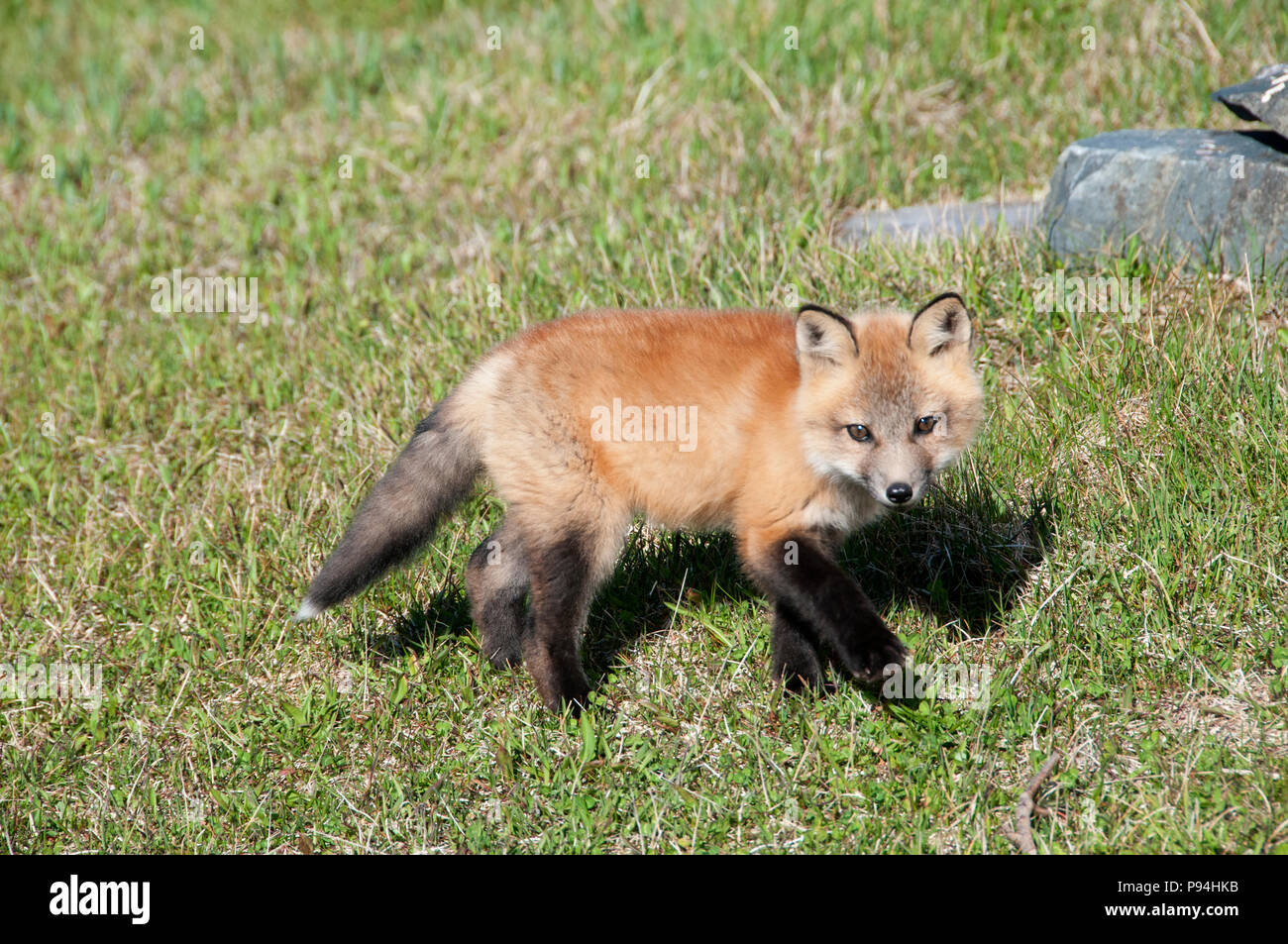 Newfoundland fox hi-res stock photography and images - Alamy