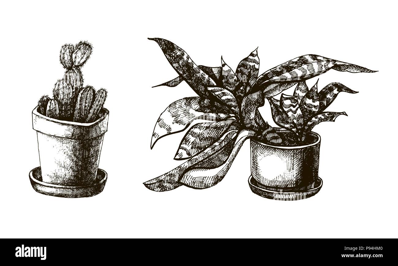 Set of hand drawn plants in the pots Stock Vector Image & Art - Alamy