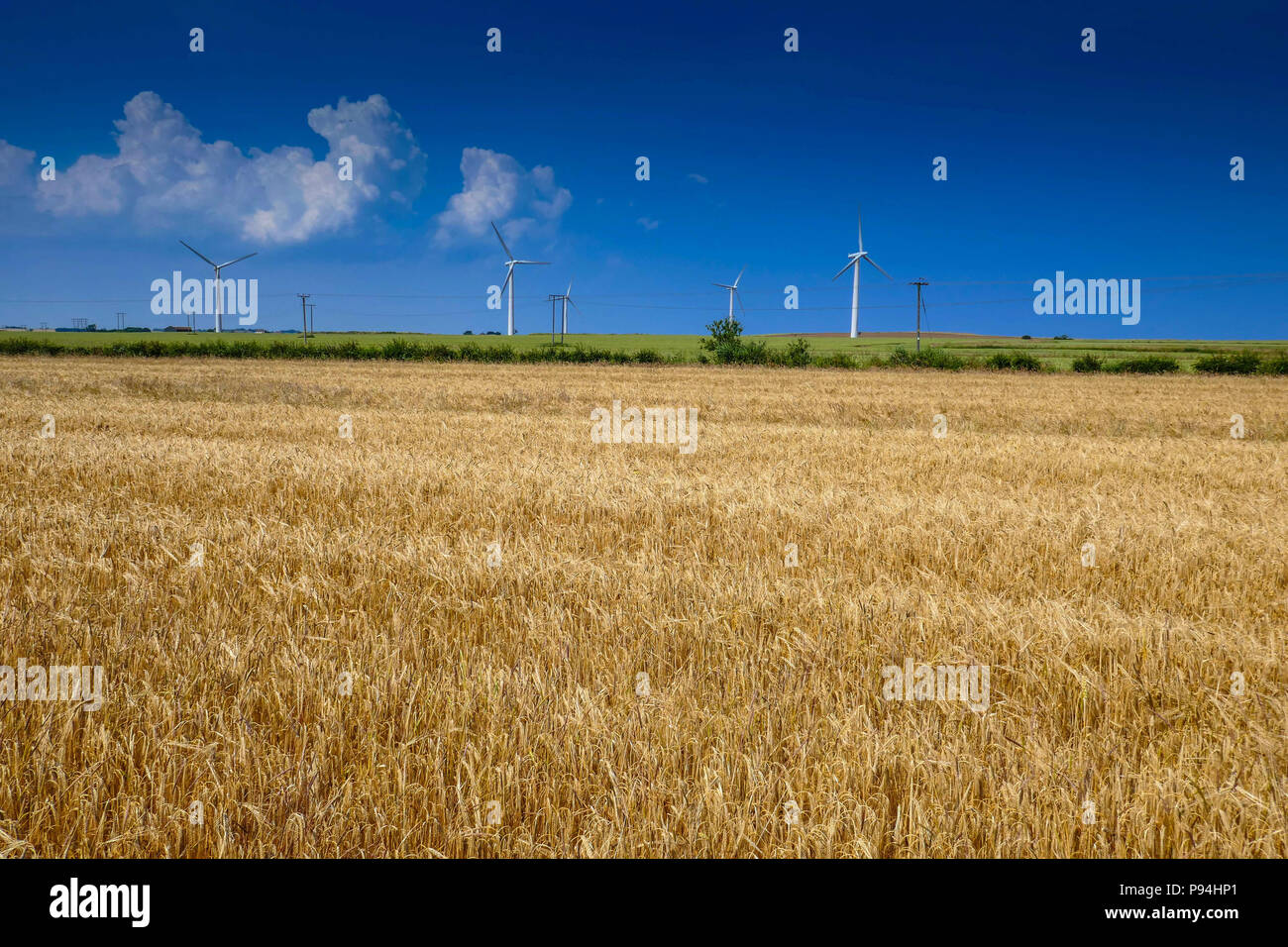 Arable crops hi-res stock photography and images - Alamy