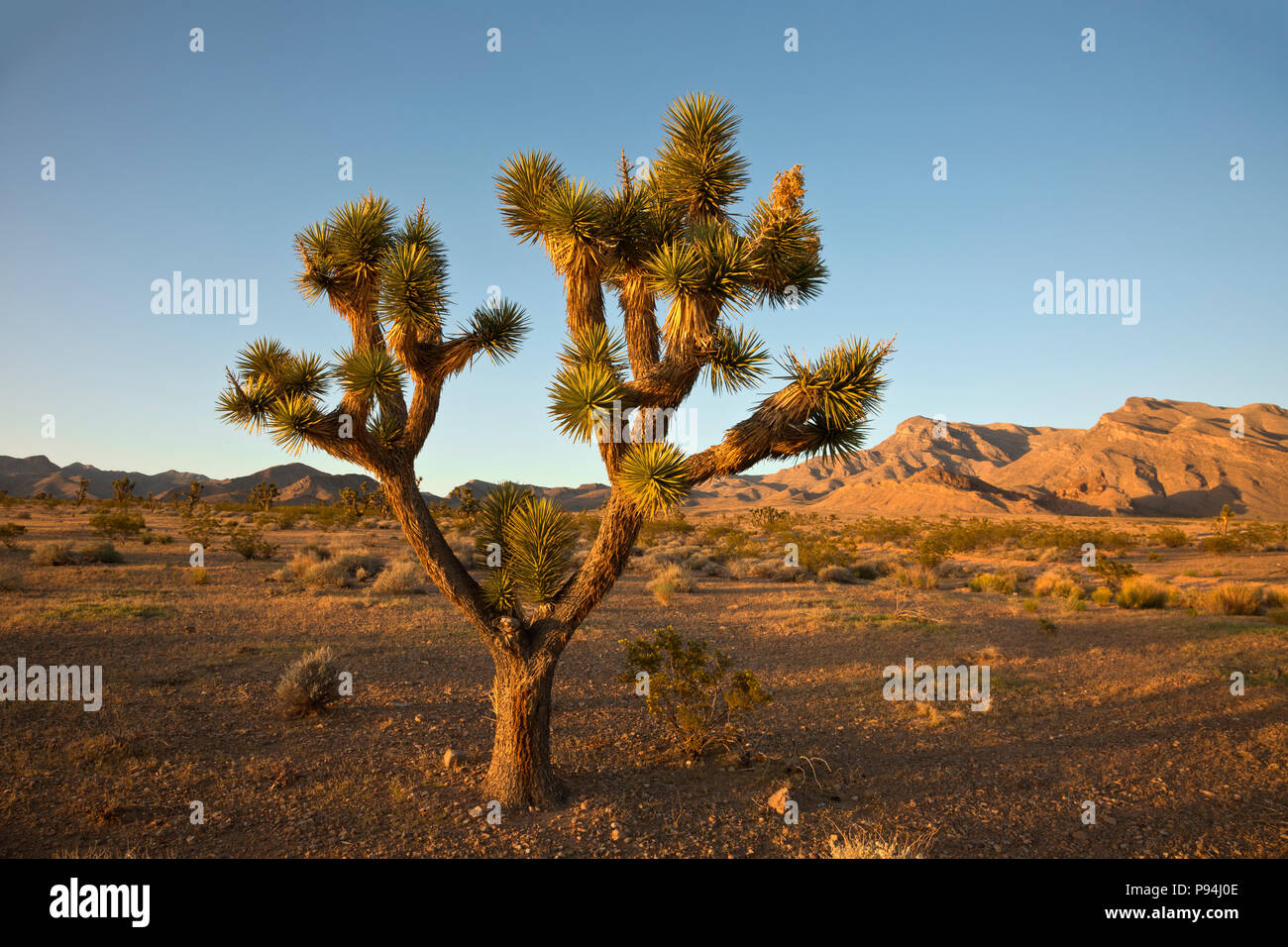 UT00459-00...UTAH - Sunset lighting up one of the many Joshua Trees in ...