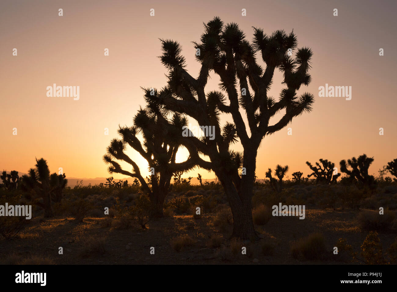Silhouette of trees in a desert hi-res stock photography and images - Alamy
