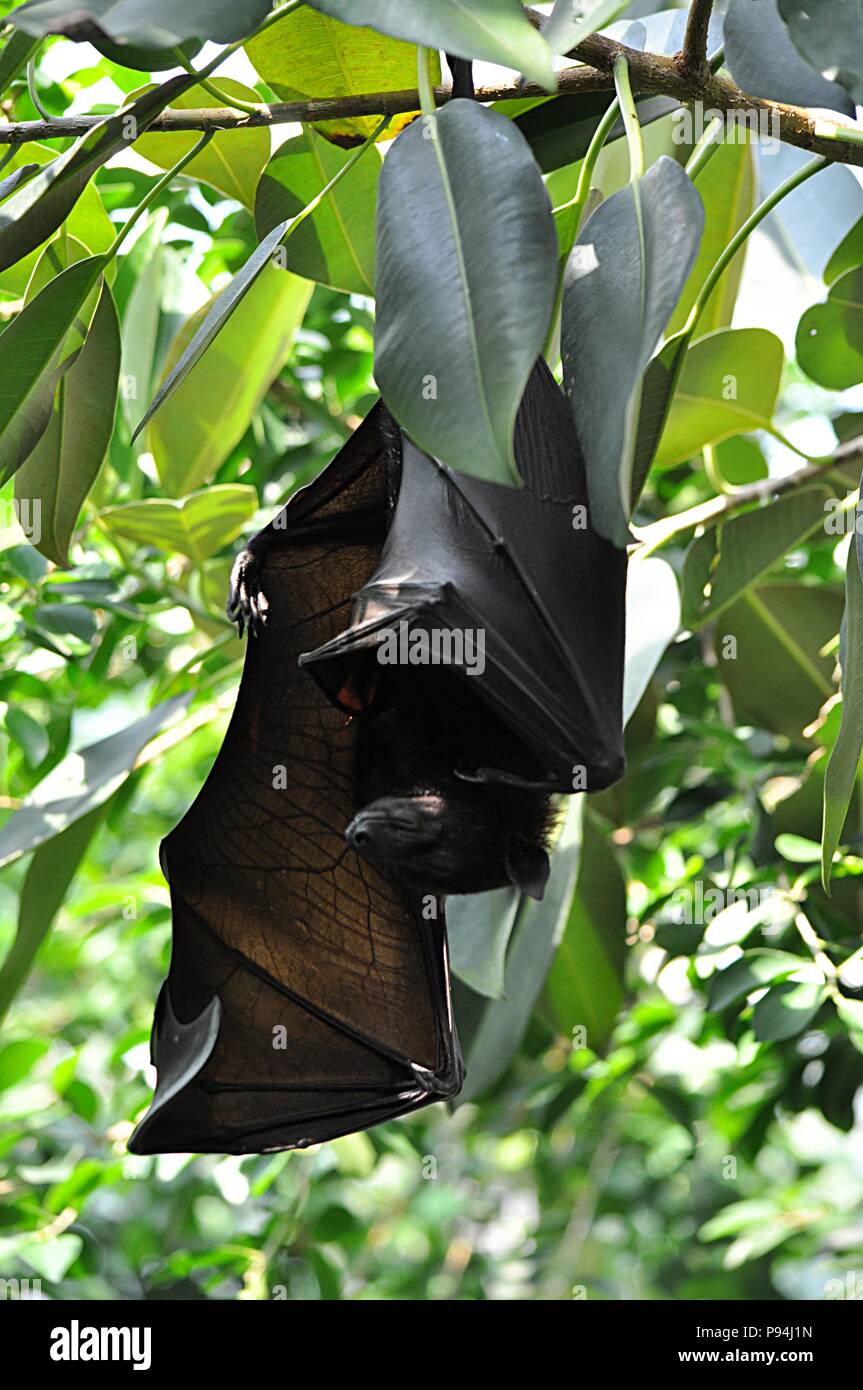 big black bat Stock Photo - Alamy