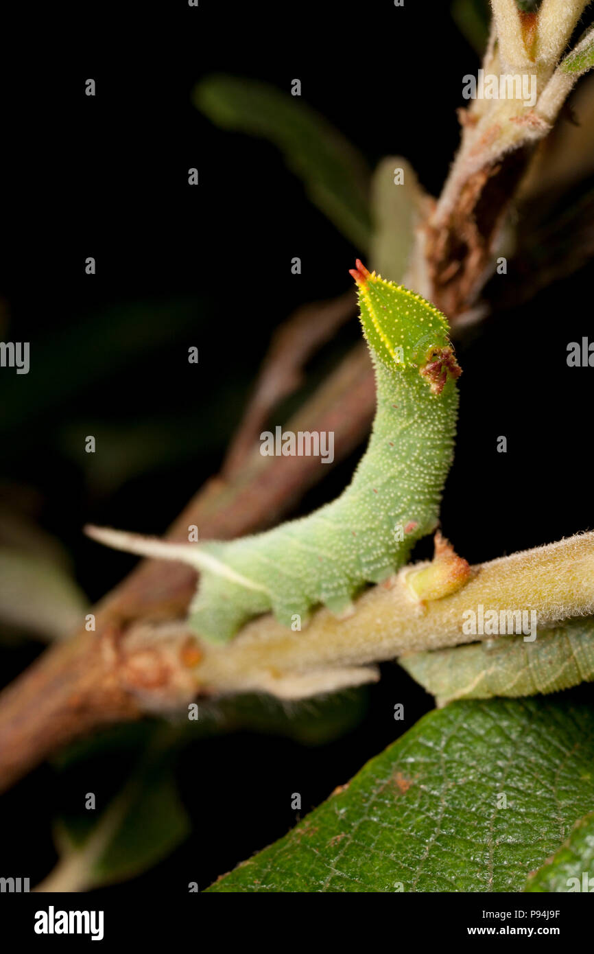 Eyed hawkmoth larva hi-res stock photography and images - Alamy