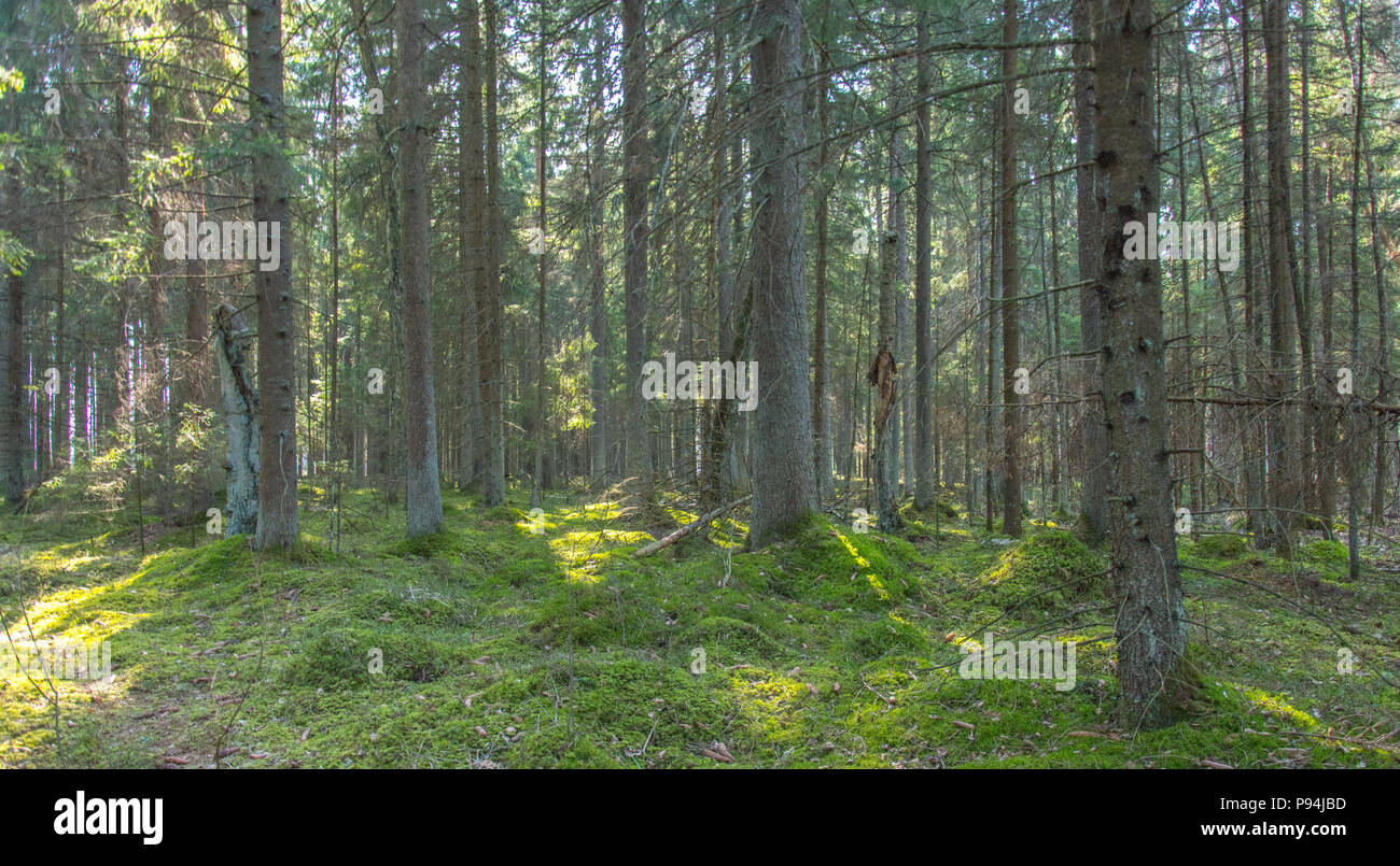 Woods in early spring hi-res stock photography and images - Alamy