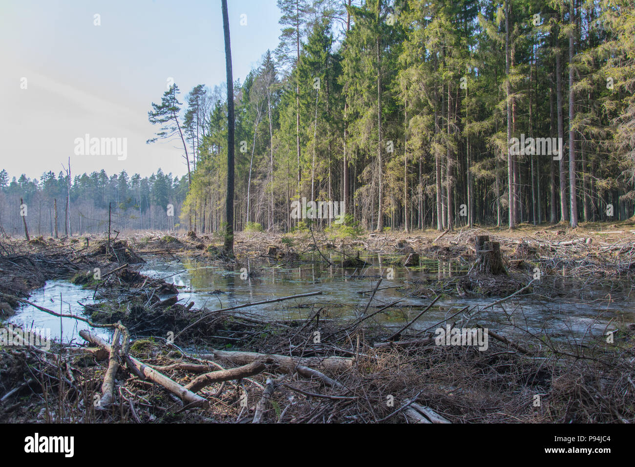 Lithuanian forest hi-res stock photography and images - Alamy