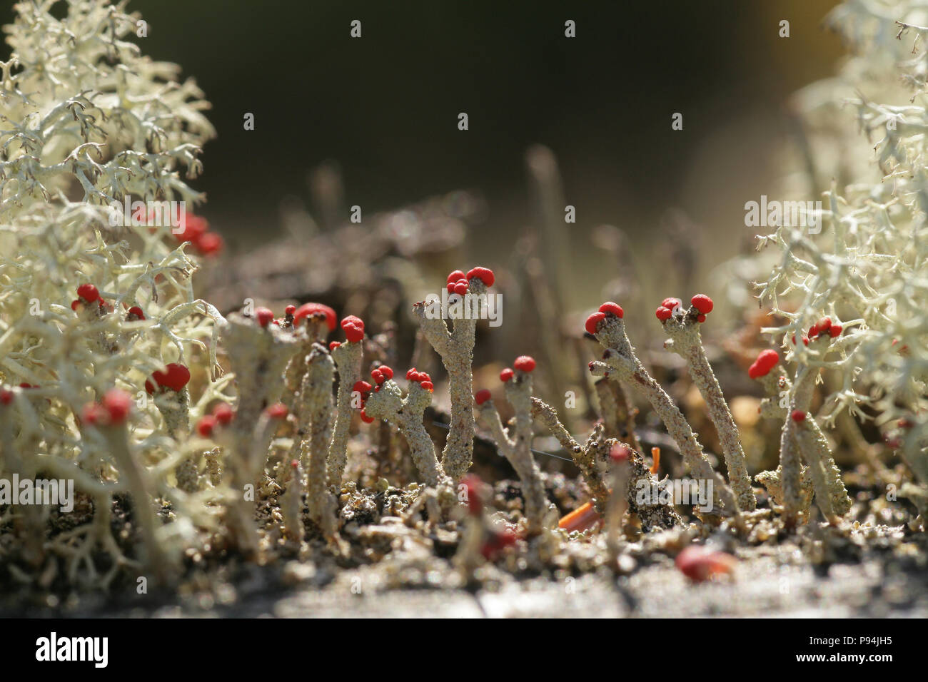 Cladonia floerkeana, a lichenised fungi, growing in a peaty area of ...