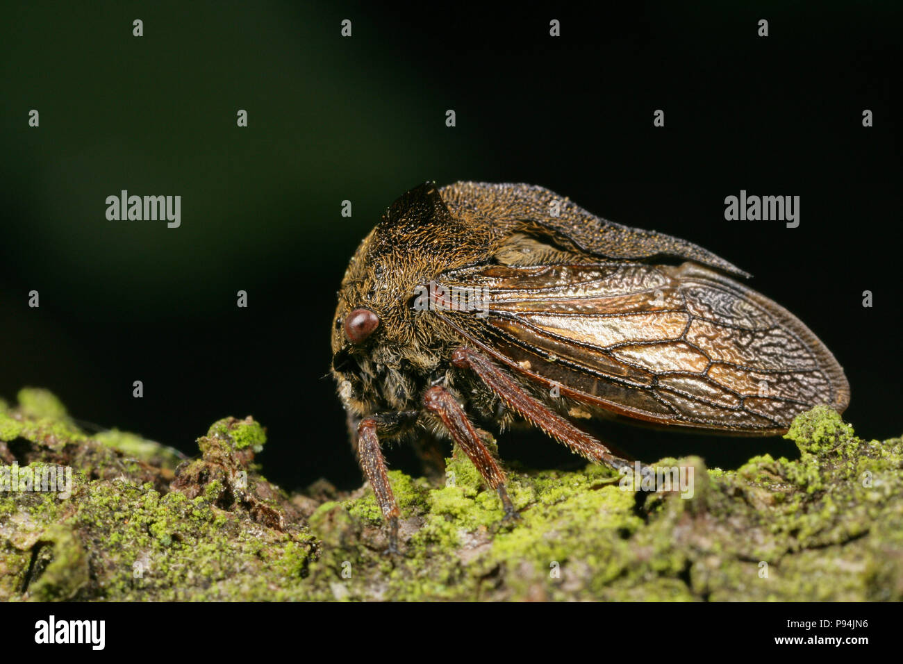 Treehopper hi-res stock photography and images - Alamy