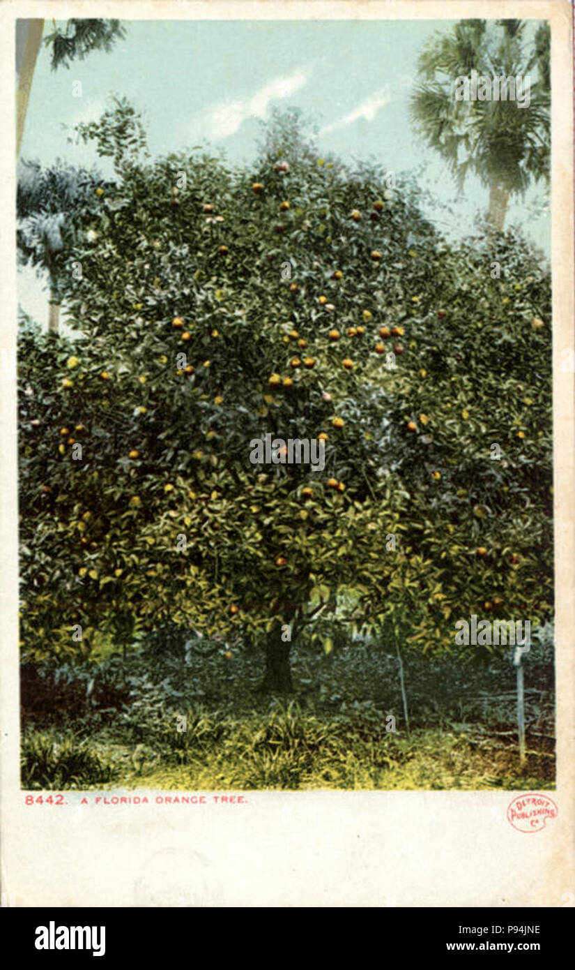 A Florida Orange Tree Stock Photo - Alamy