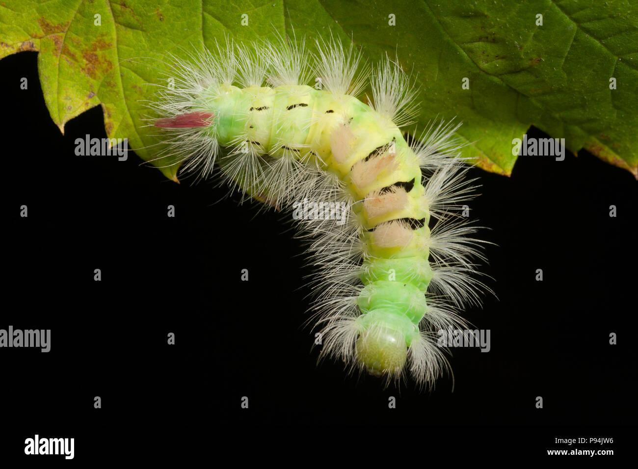Pale tussock moth caterpillar, Calliteara pudibunda, photographed in a ...