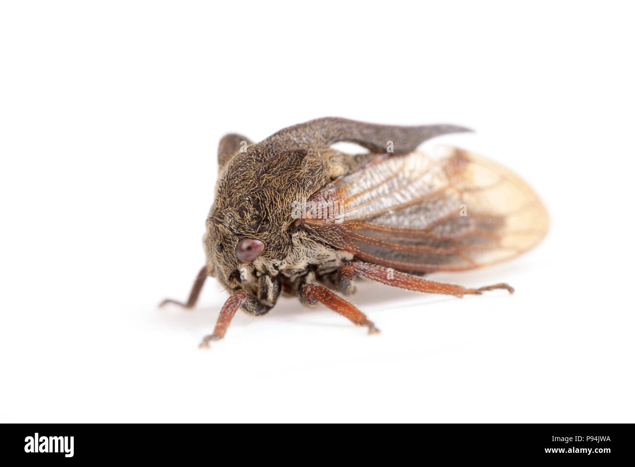 Horned Treehopper High Resolution Stock Photography and Images - Alamy