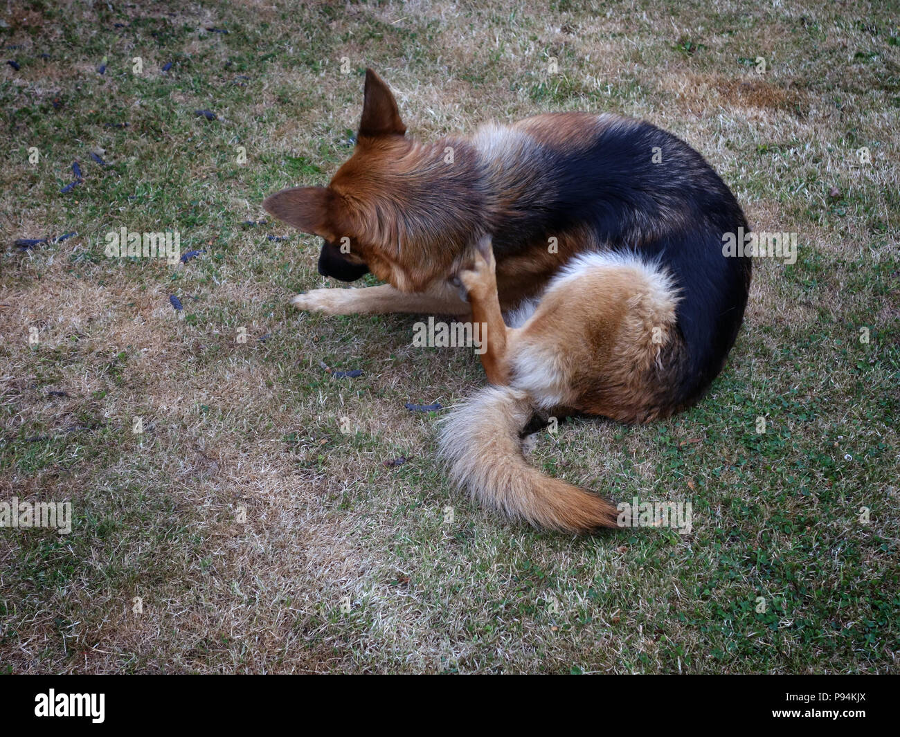 German Shepherd scratching herself on a hot day Stock Photo - Alamy