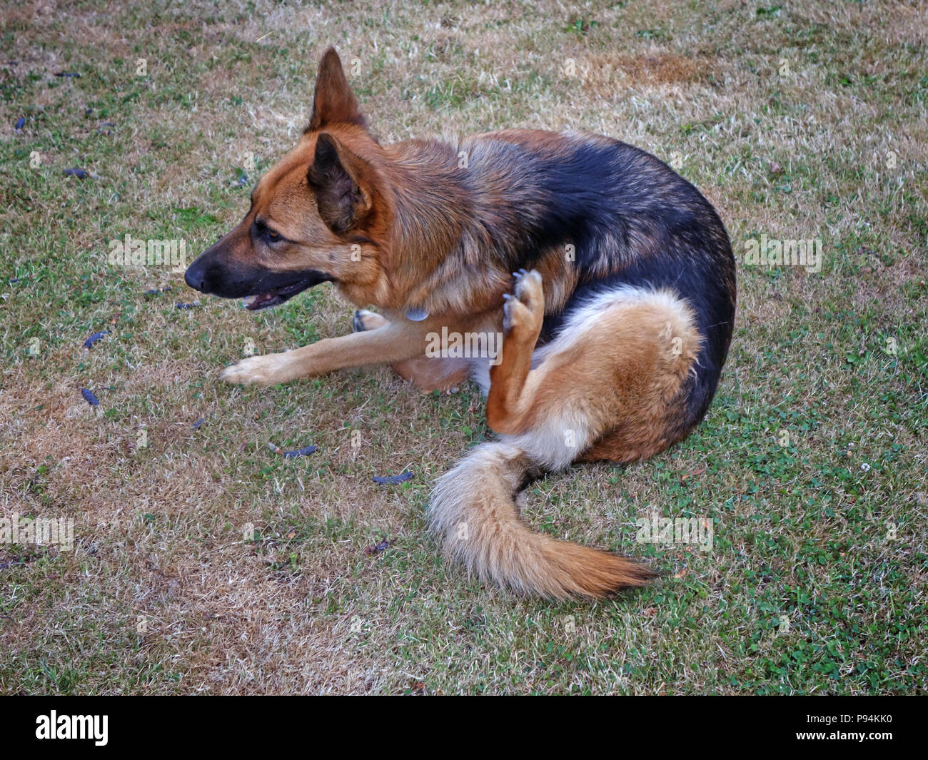 German Shepherd scratching herself on a hot day Stock Photo - Alamy