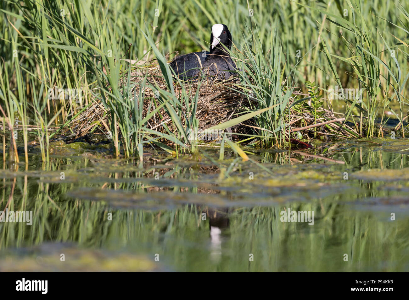 Breeding bird hi-res stock photography and images - Alamy