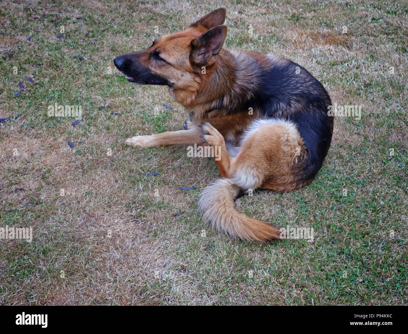 German Shepherd scratching herself on a hot day Stock Photo - Alamy