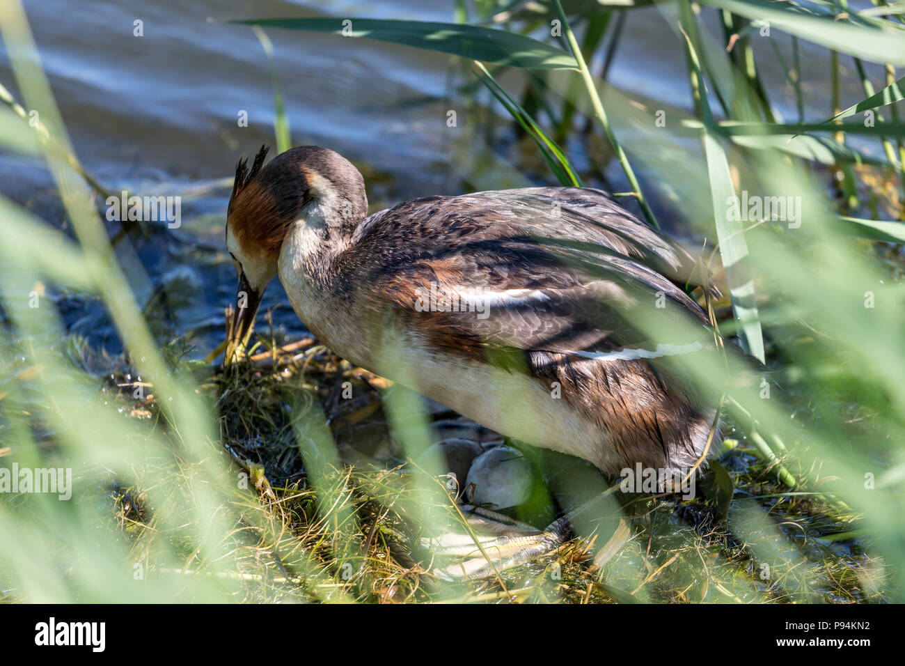 Great crested grebe eggs hi-res stock photography and images - Alamy