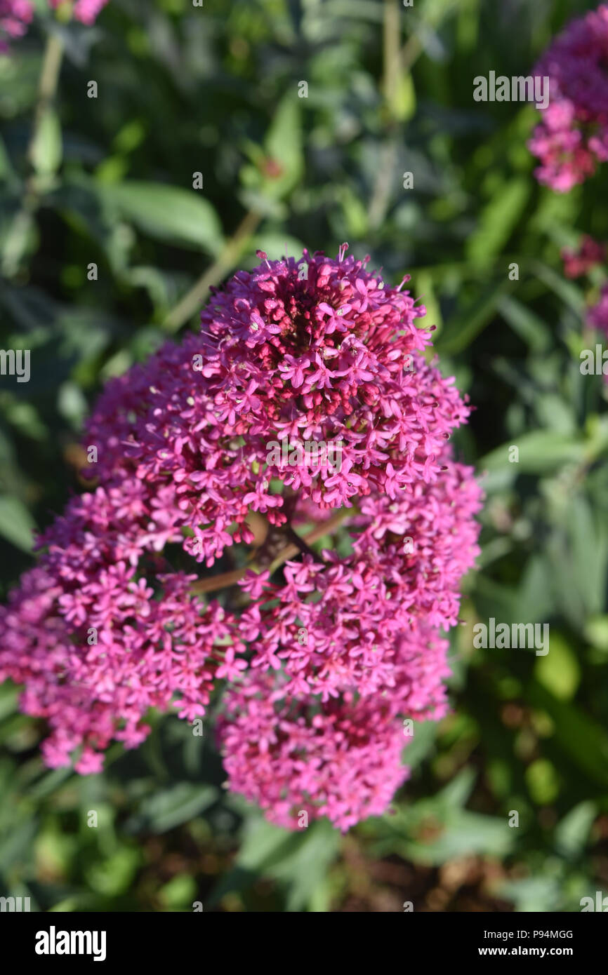 Terrific cluster of flowering pink phlox flowers in a garden Stock Photo - Alamy