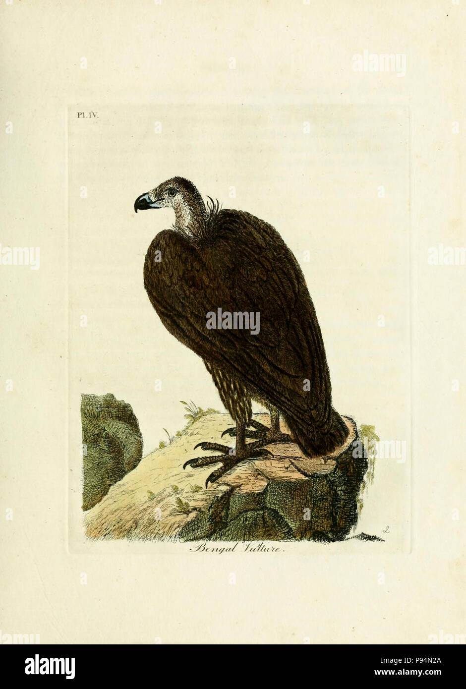 1821 1828 birds pictorial works hi-res stock photography and images - Alamy