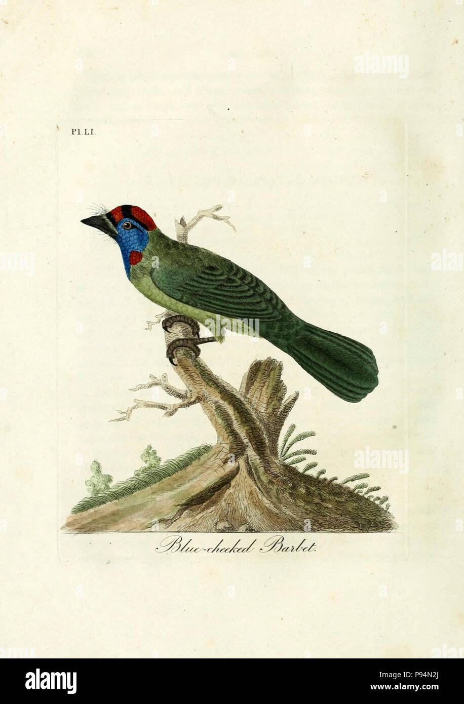 1821 1828 birds pictorial works hi-res stock photography and images - Alamy