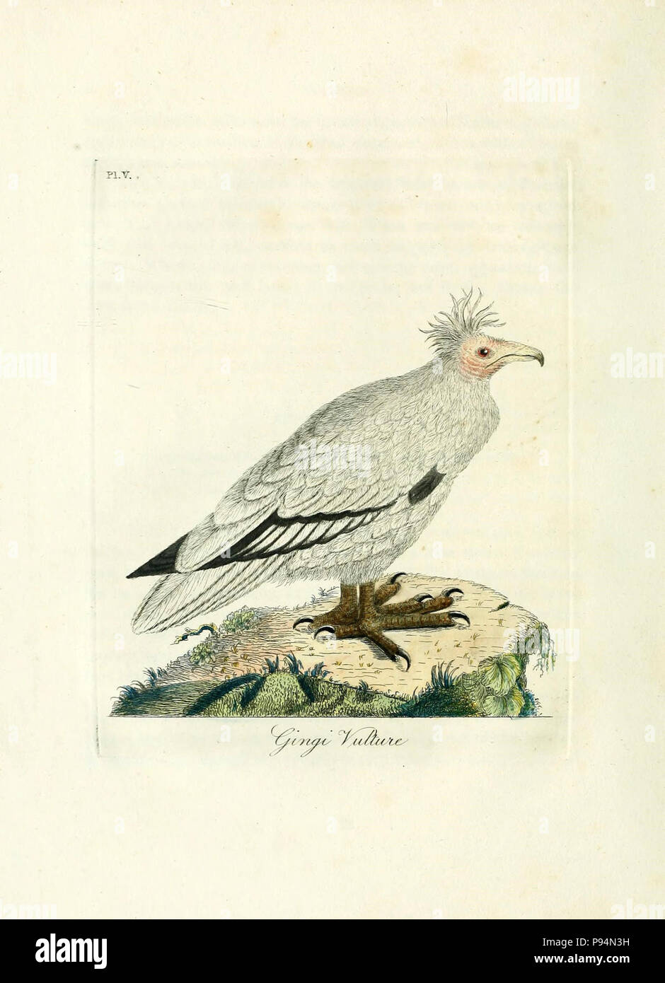1821 1828 birds pictorial works hi-res stock photography and images - Alamy