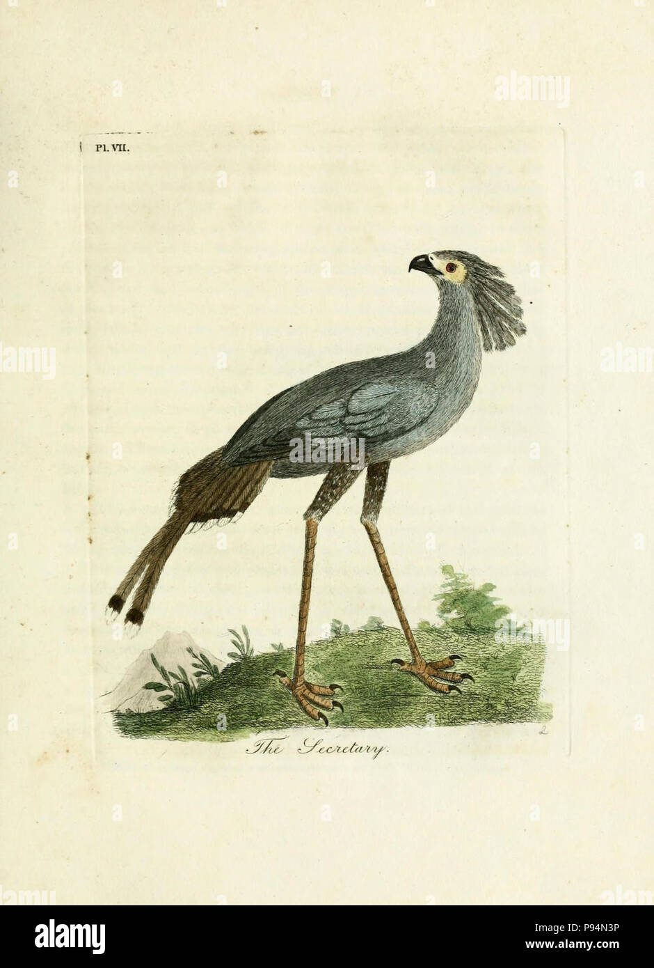 . A general history of birds / Winchester [England] :Printed by Jacob ...