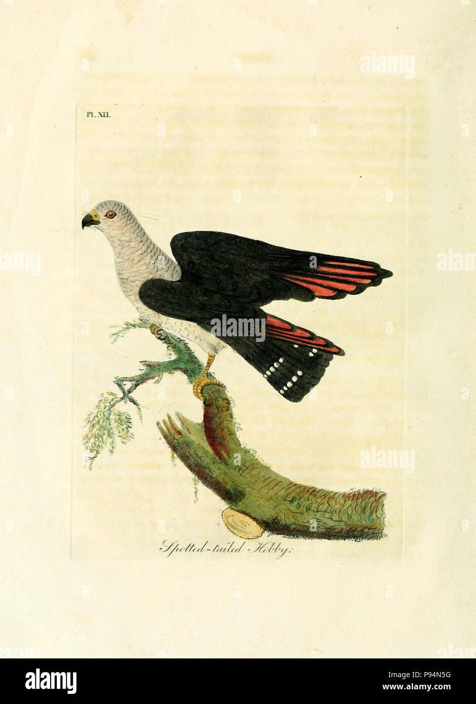 . A general history of birds / Winchester [England] :Printed by Jacob ...