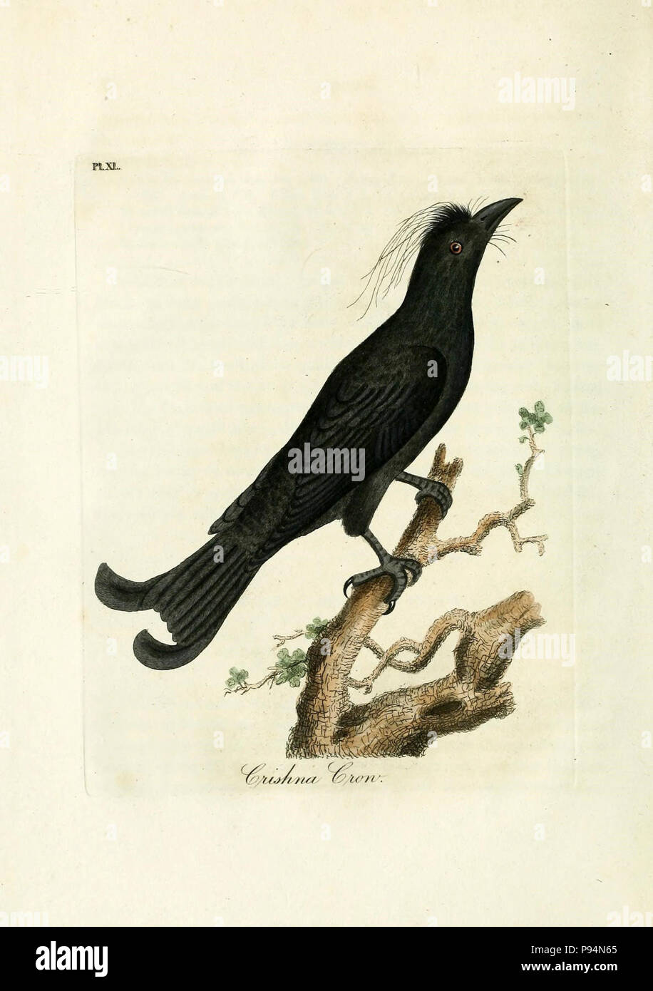 1821 1828 birds pictorial works hi-res stock photography and images - Alamy