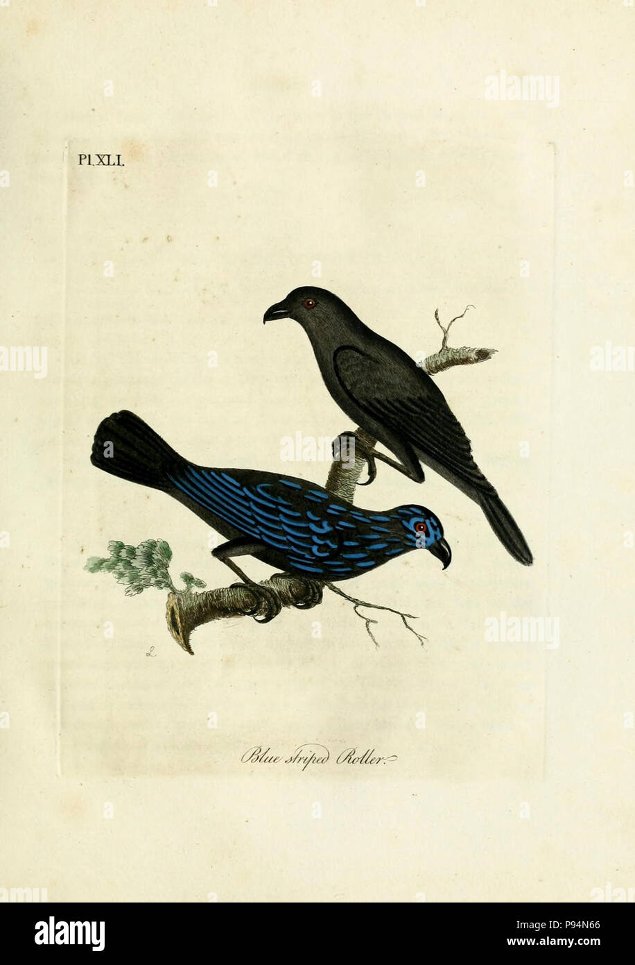 1821 1828 birds pictorial works hi-res stock photography and images - Alamy