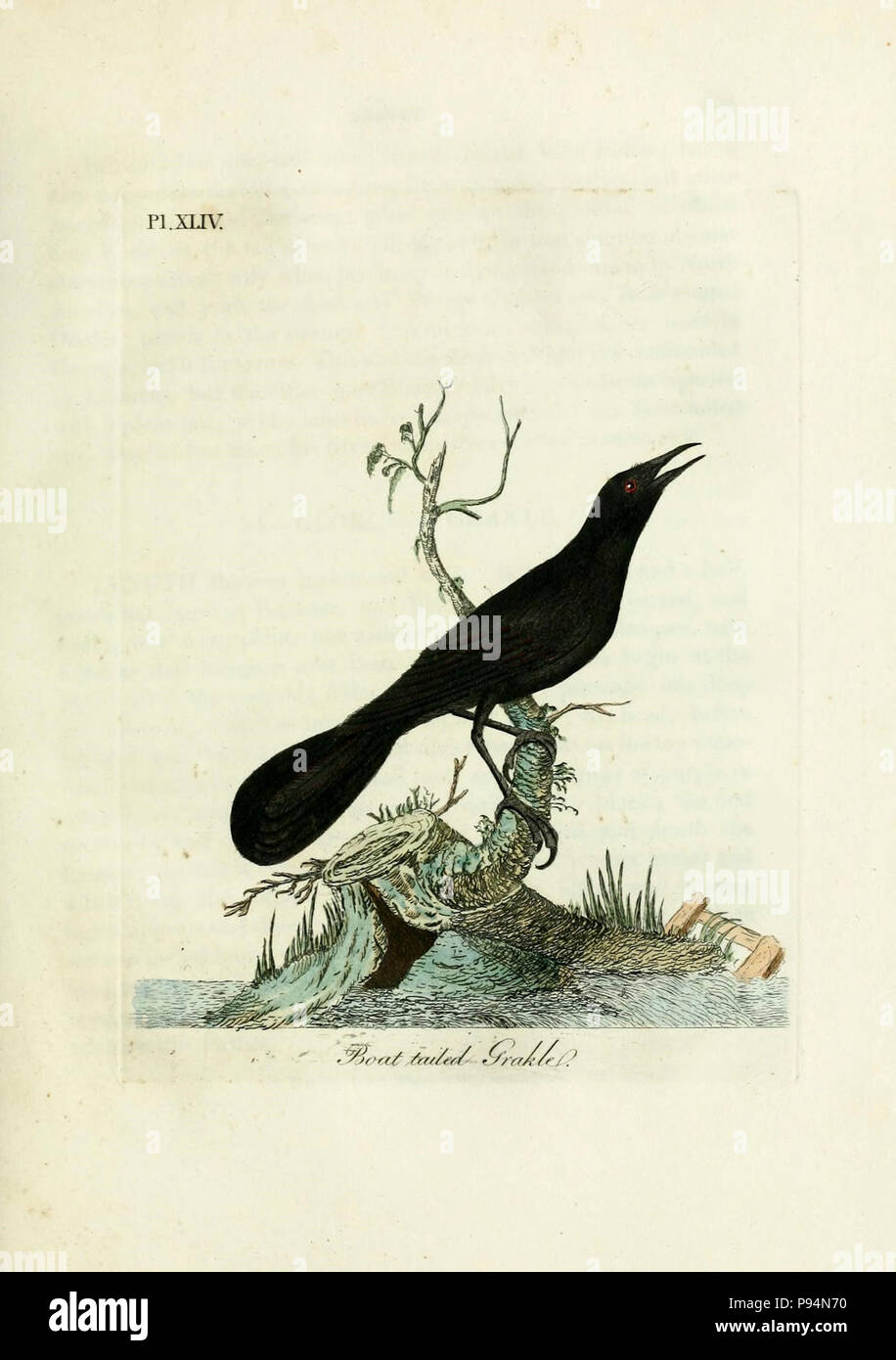 1821 1828 birds pictorial works hi-res stock photography and images - Alamy