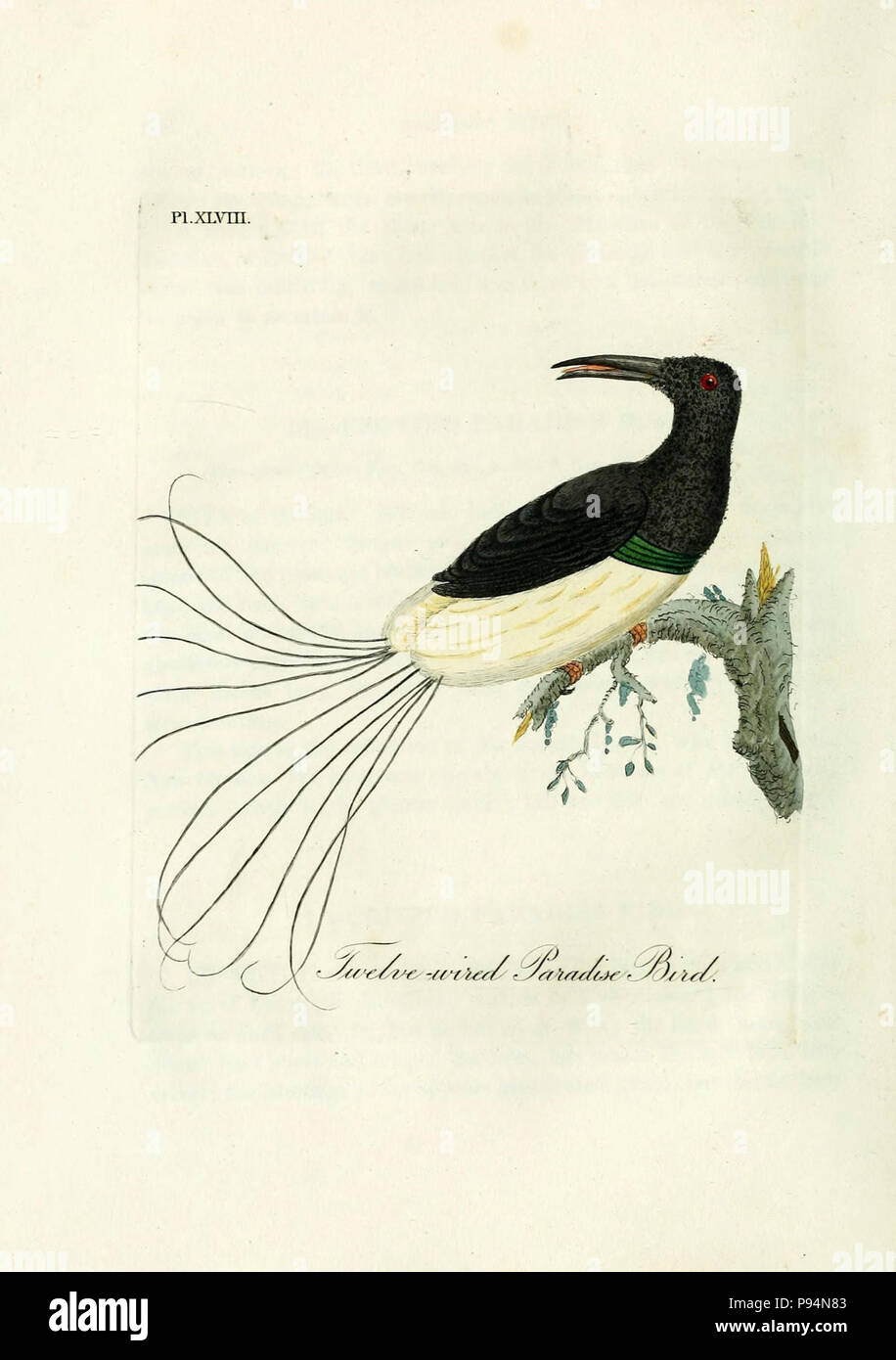 1821 1828 birds pictorial works hi-res stock photography and images - Alamy