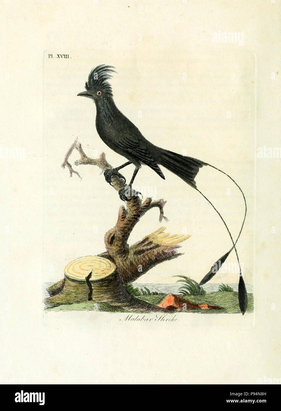 1821 1828 birds pictorial works hi-res stock photography and images - Alamy