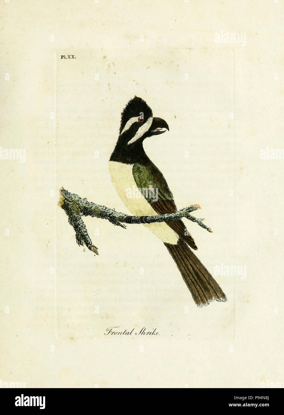 1821 1828 birds pictorial works hi-res stock photography and images - Alamy
