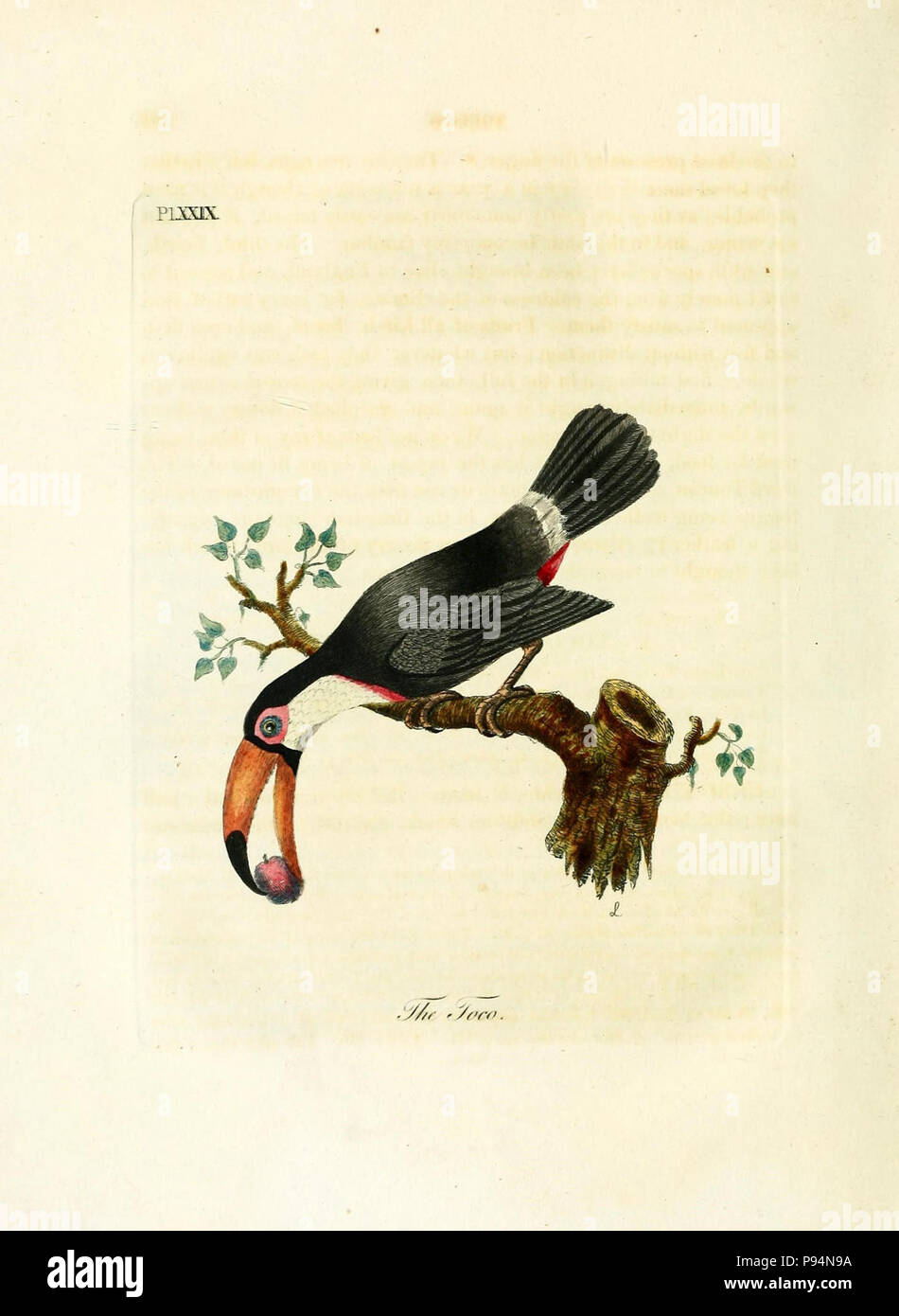 1821 1828 birds pictorial works hi-res stock photography and images - Alamy