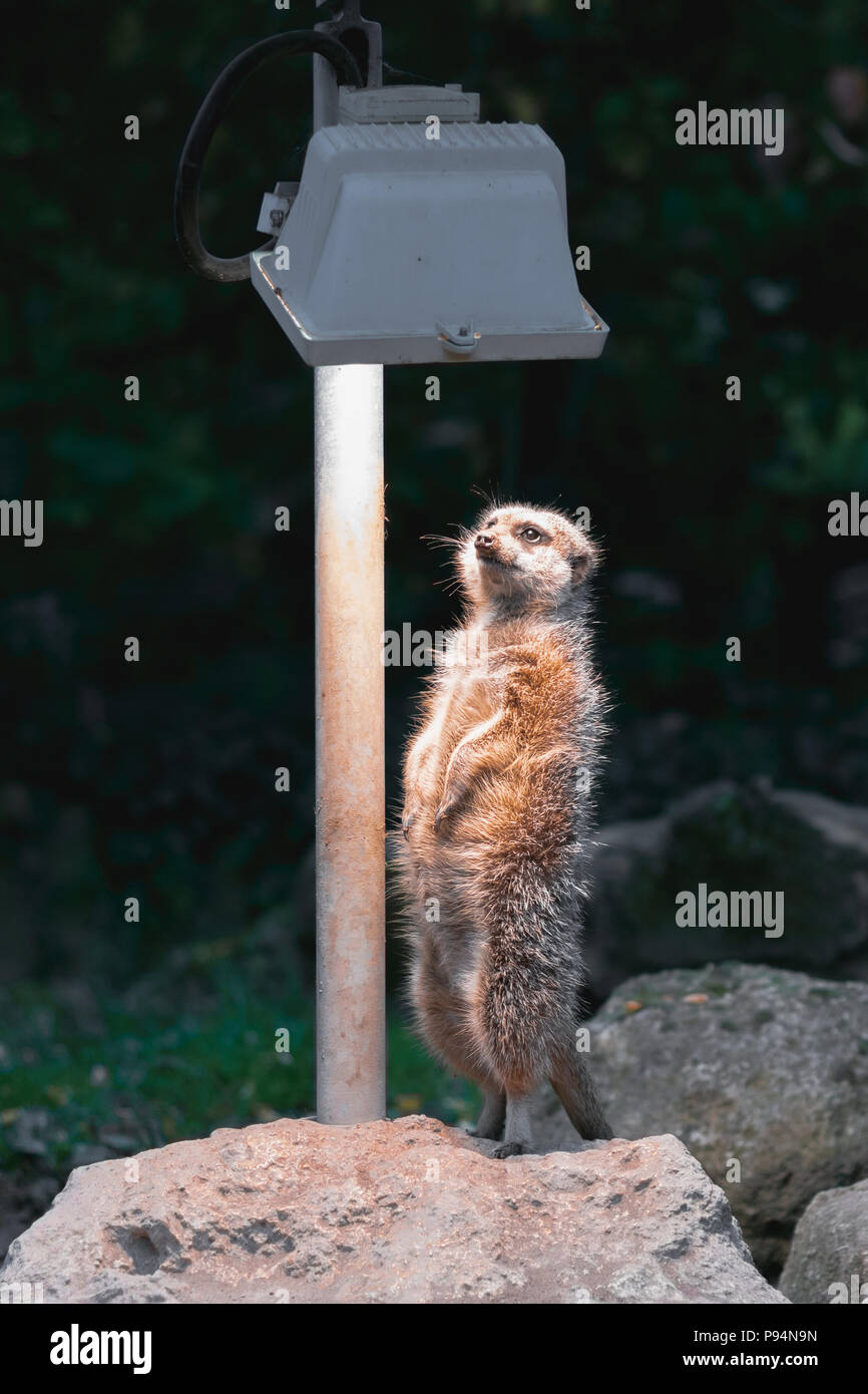Meerkat standing under warming light Stock Photo - Alamy