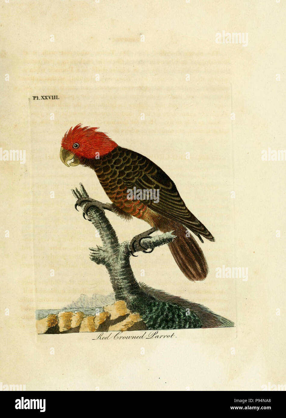1821 1828 birds pictorial works hi-res stock photography and images - Alamy