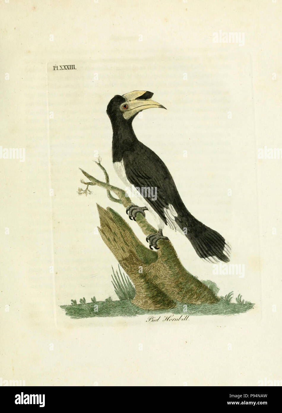 1821 1828 birds pictorial works hi-res stock photography and images - Alamy
