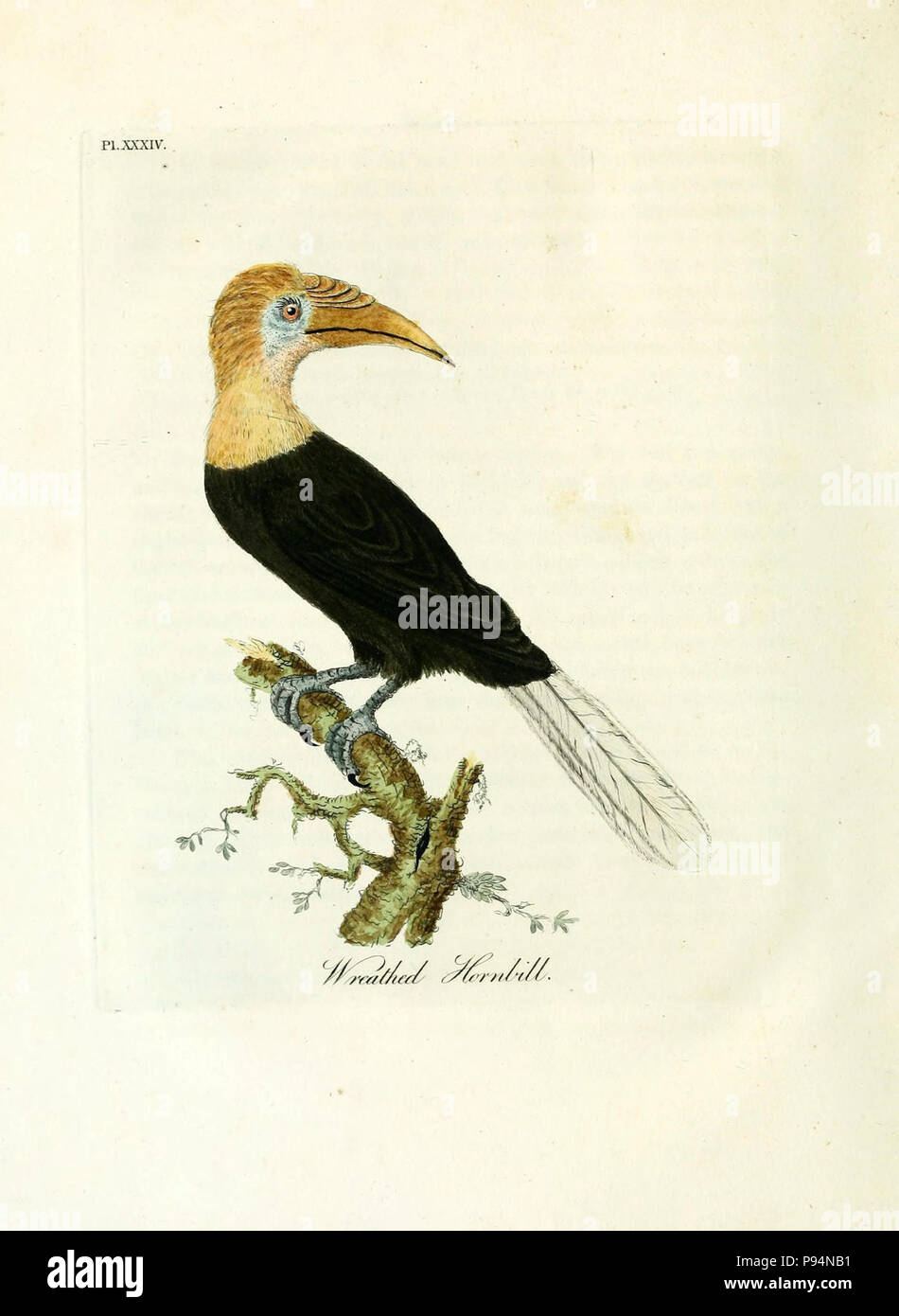 1821 1828 birds pictorial works hi-res stock photography and images - Alamy